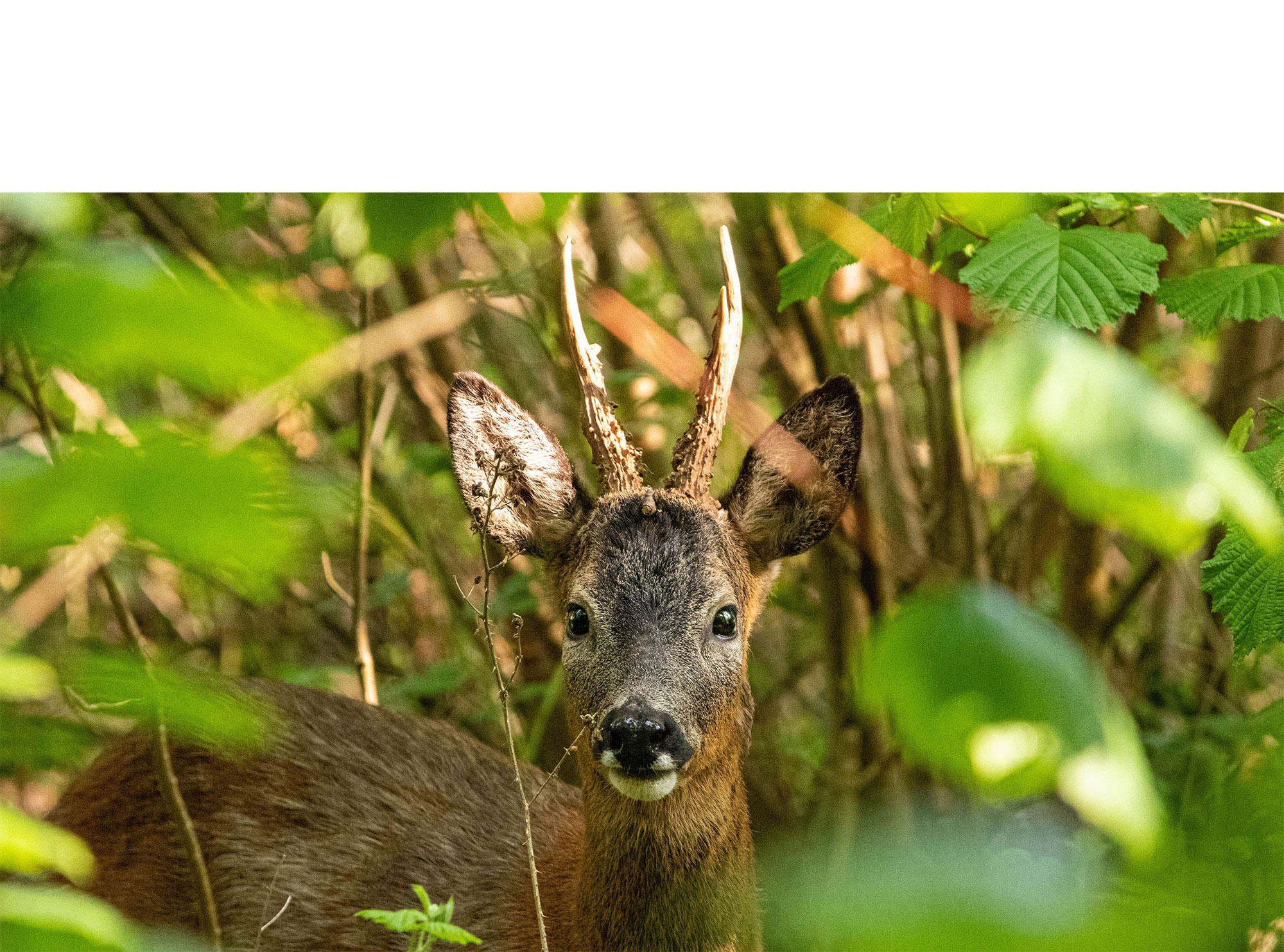 Go Wild In Edinburgh: discover the amazing wildlife in the city of ...