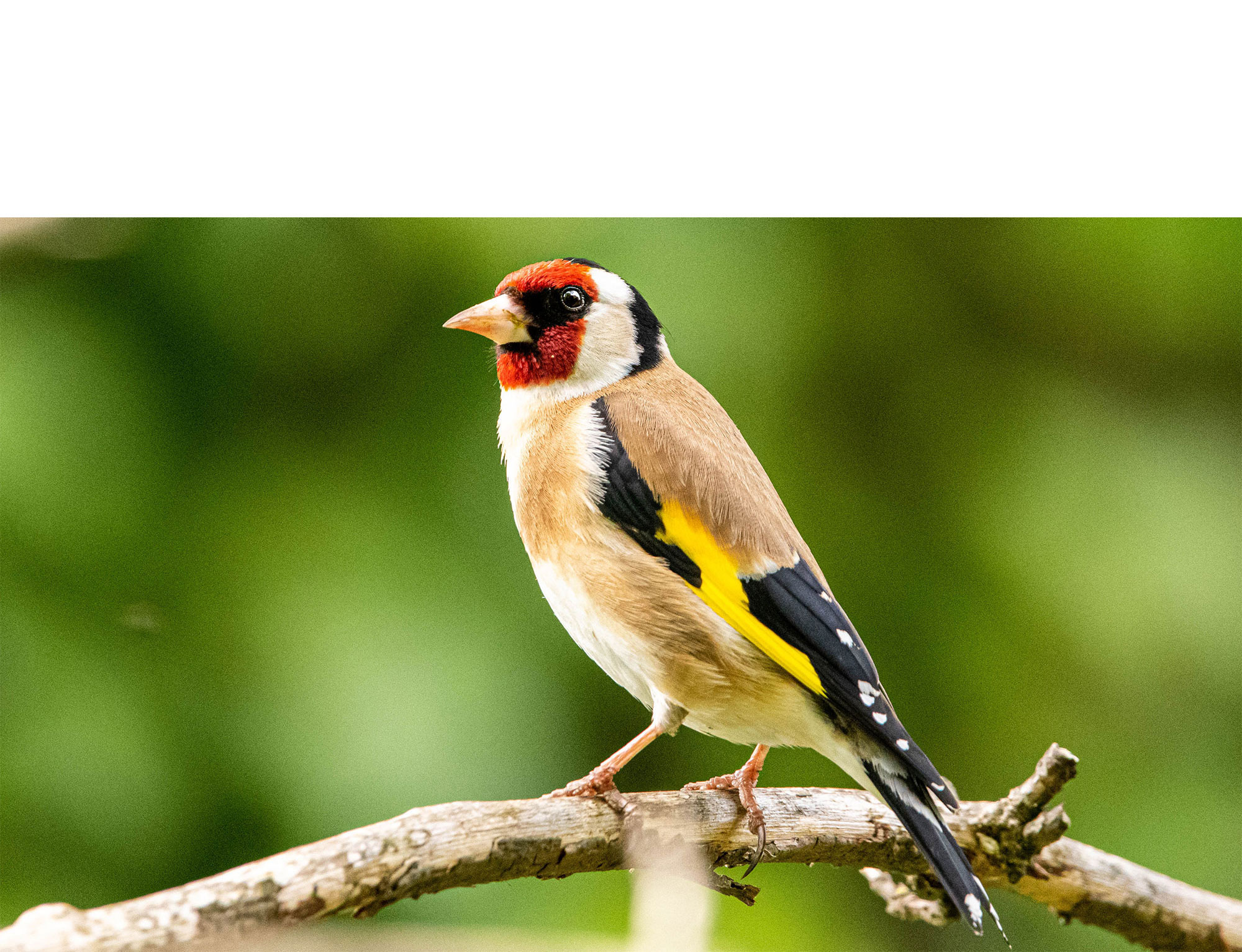 Go Wild in Edinburgh & discover its amazing urban wildlife