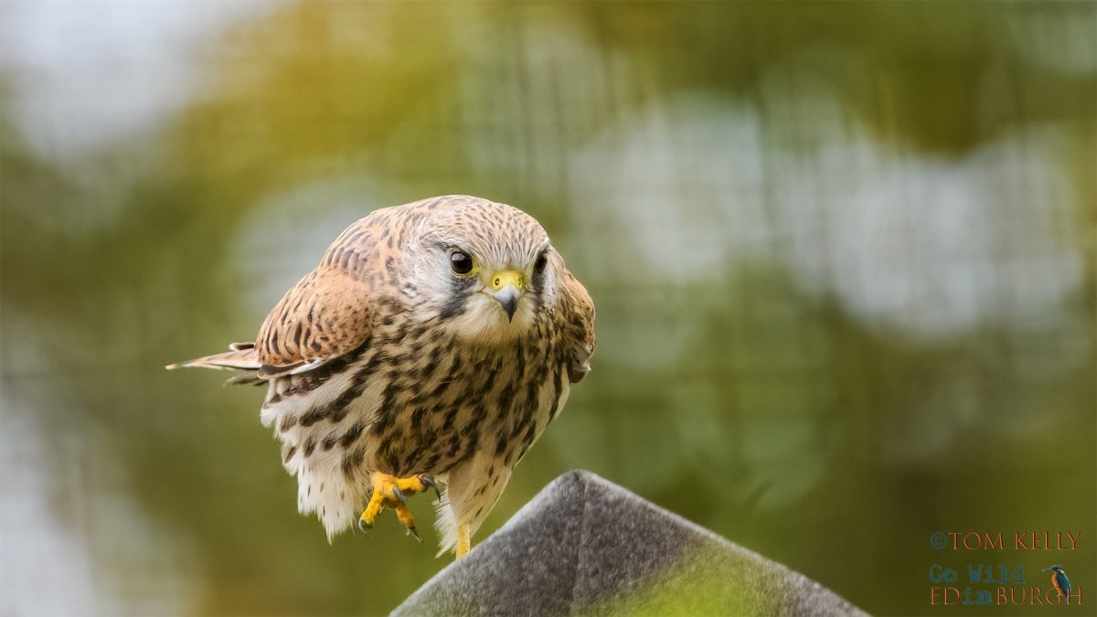 Go Wild in Edinburgh & discover its amazing urban wildlife