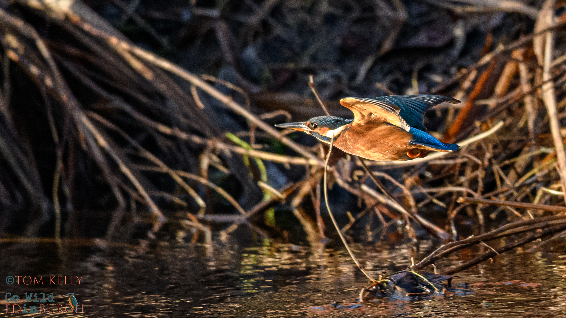 Go Wild in Edinburgh & discover its amazing urban wildlife